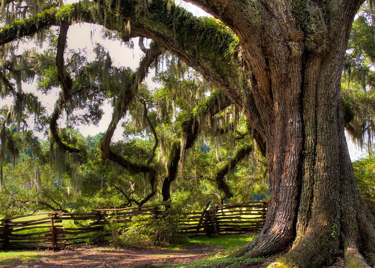 South Carolina Photography by Kim Hadley