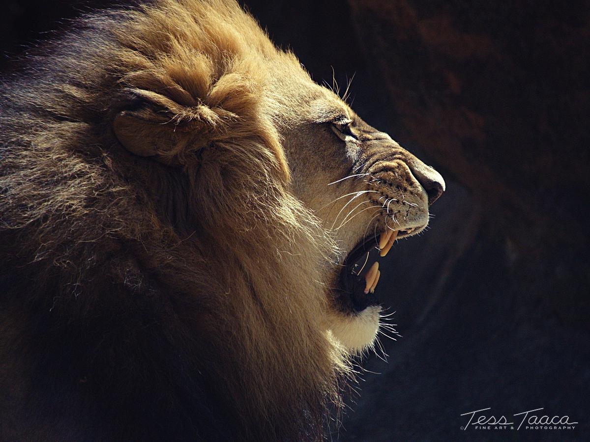 Creatures Photography | Artwork Of Tess Taaca