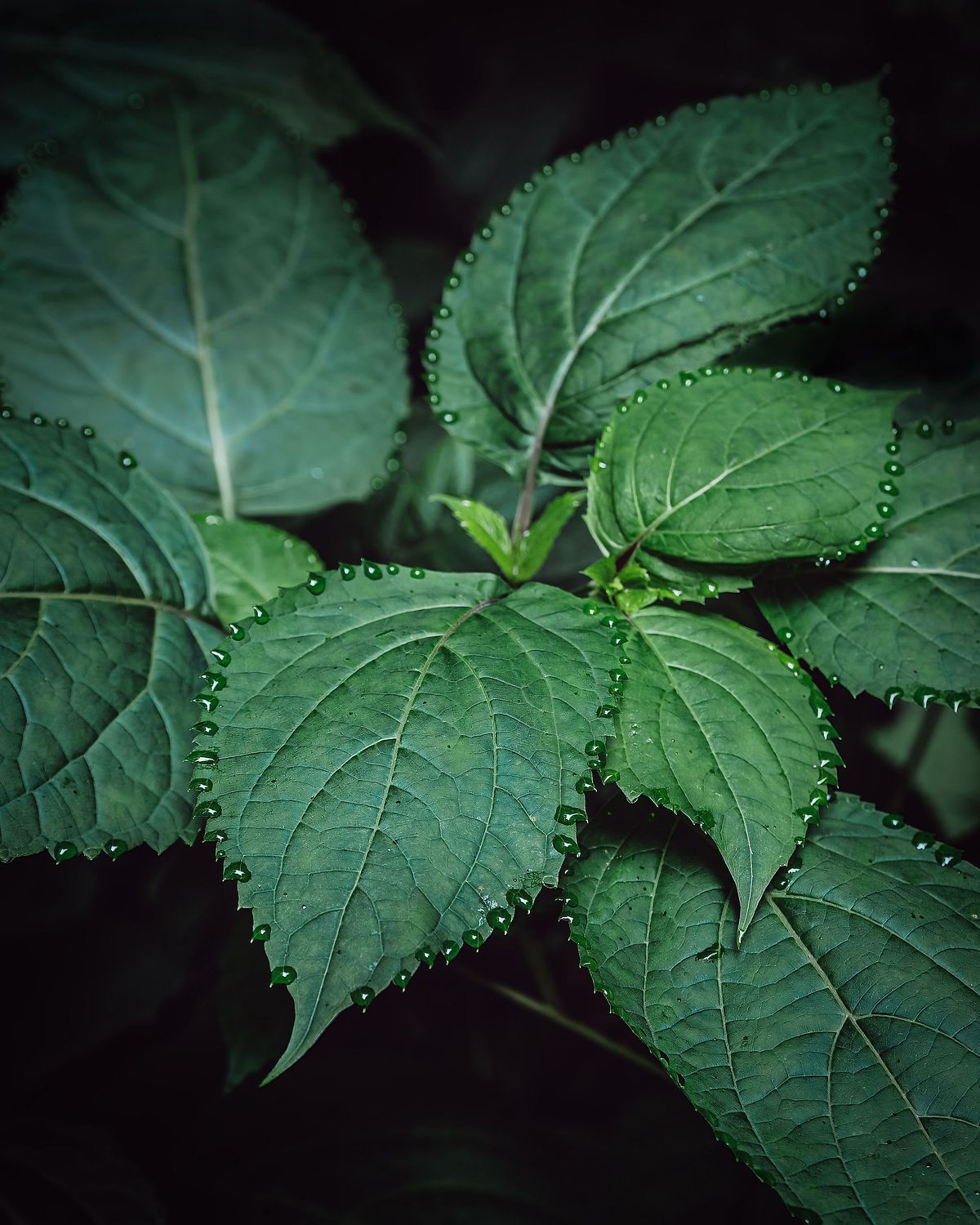 2Lazy2Run Photography - Barry Rauhauser