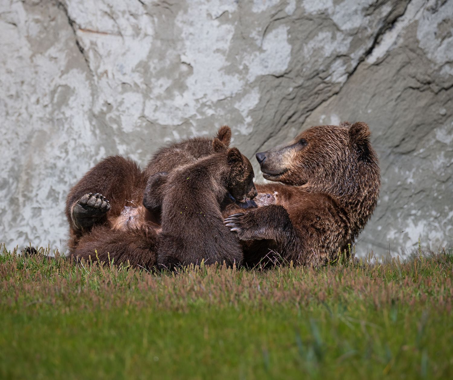 Other Wildlife | Candace Dyar Photography