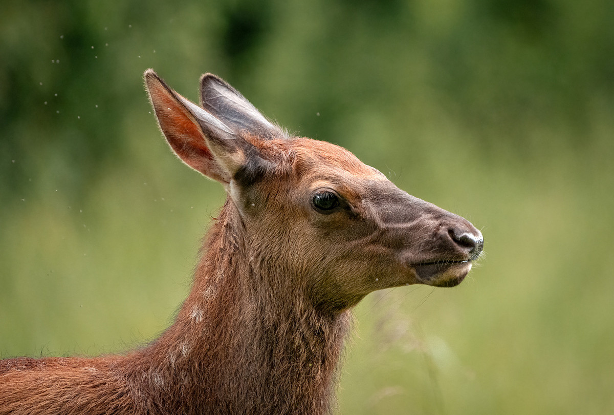 Discover Summer Elk in the Great Smoky Mountains Experience