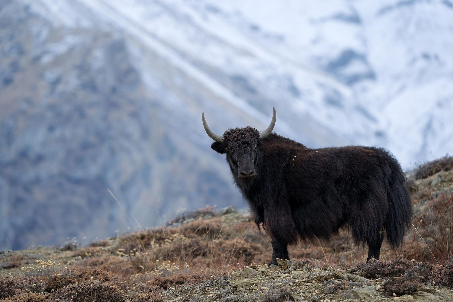 Animal and Wildlife Images