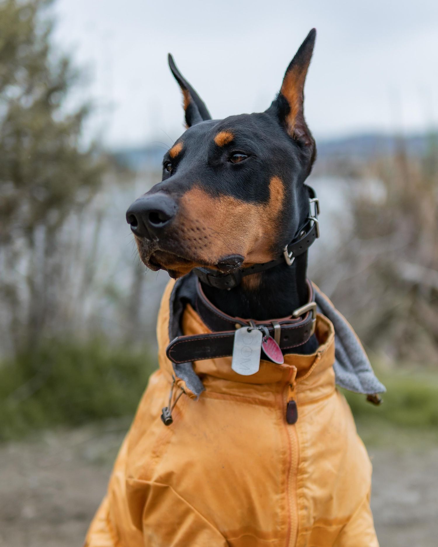 Pets | Carson French Photography