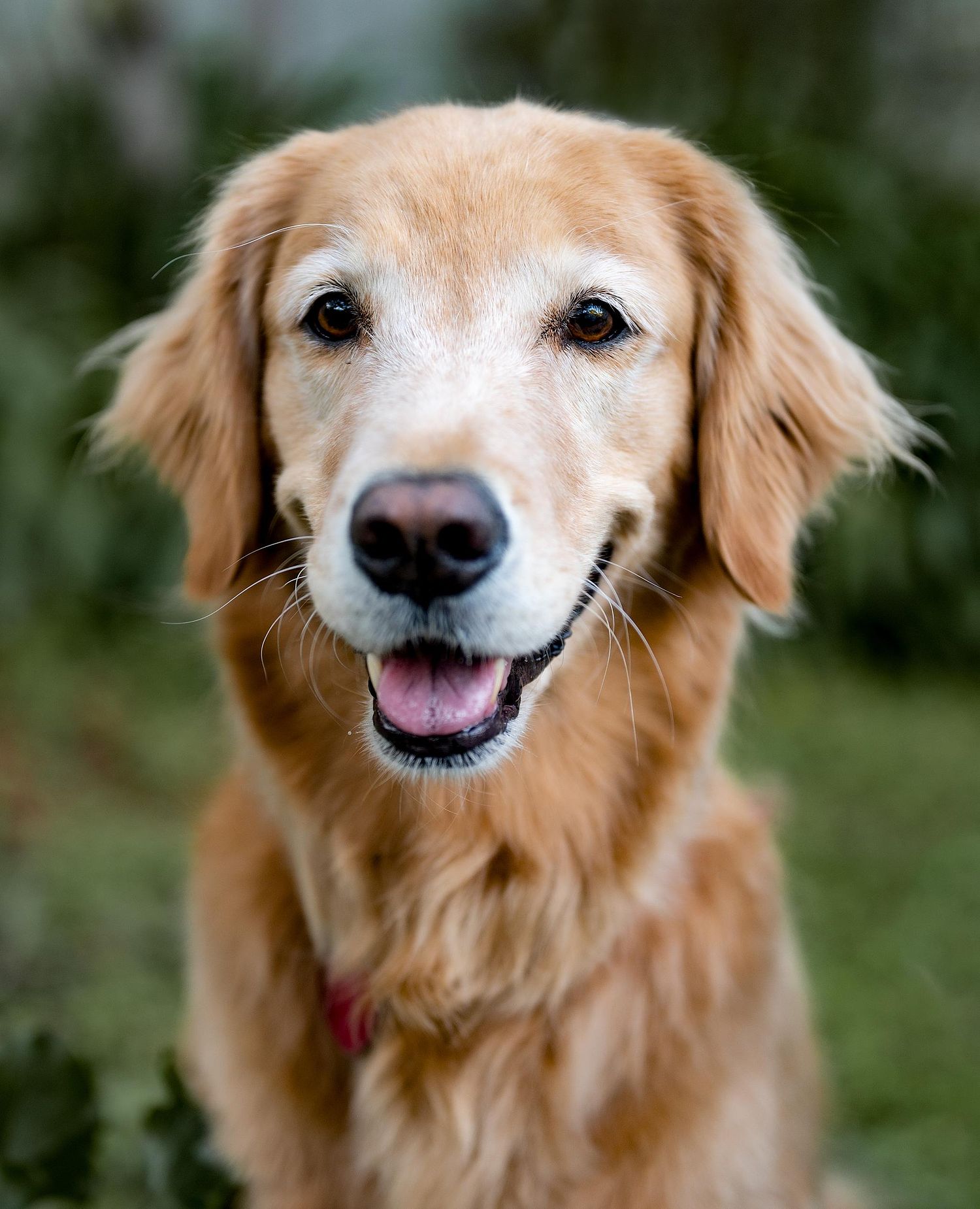 Pets | Carson French Photography