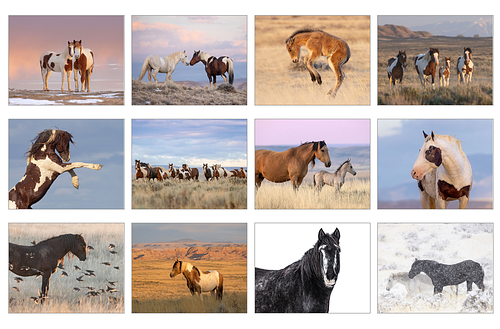 2023 McCullough Peaks Wild Horse and Washakie Calendars for Sale