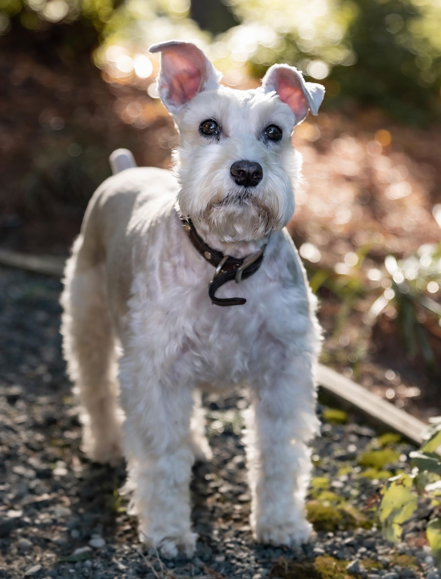 Pets | Carson French Photography