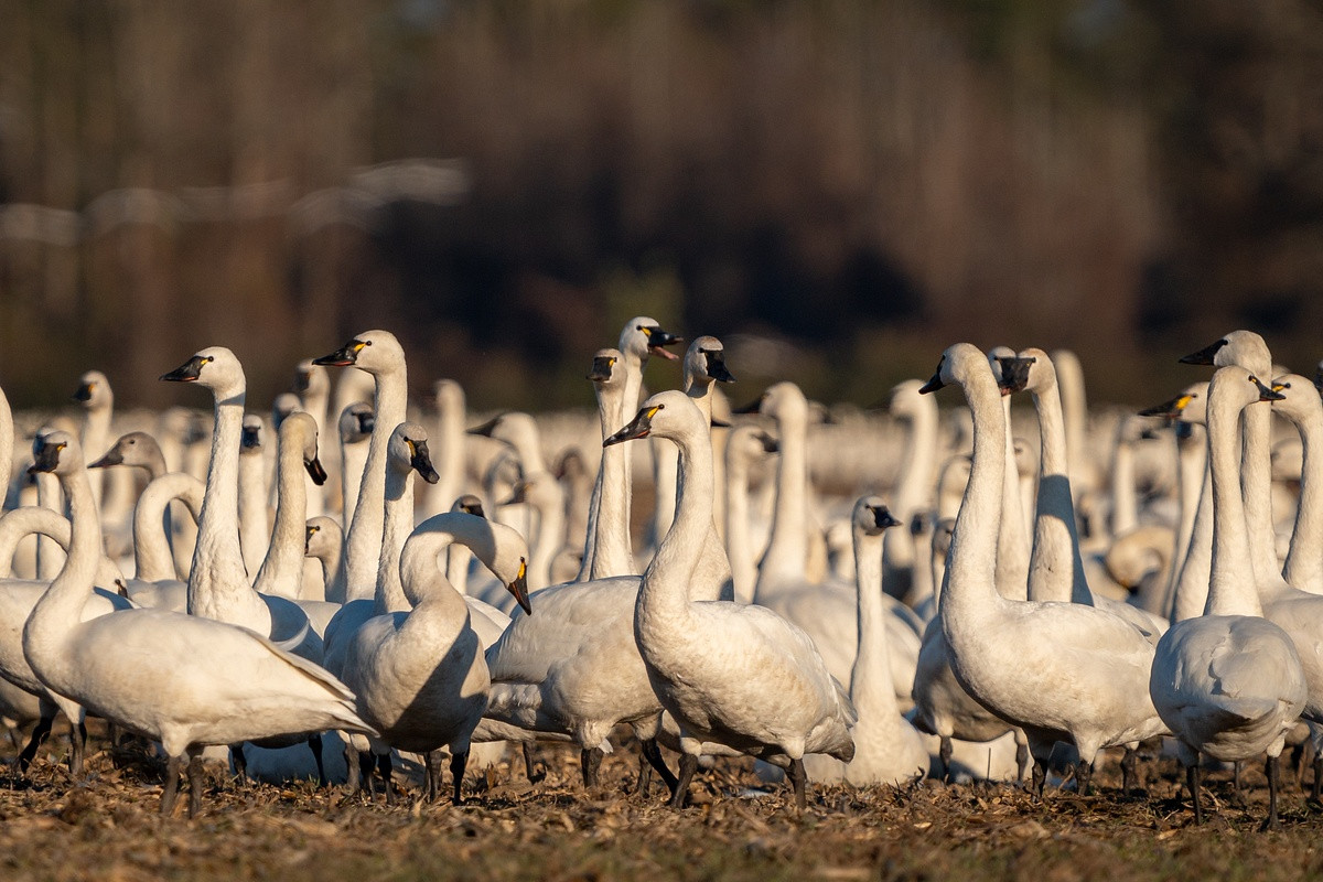 Winter Waterfowl in Eastern North Carolina